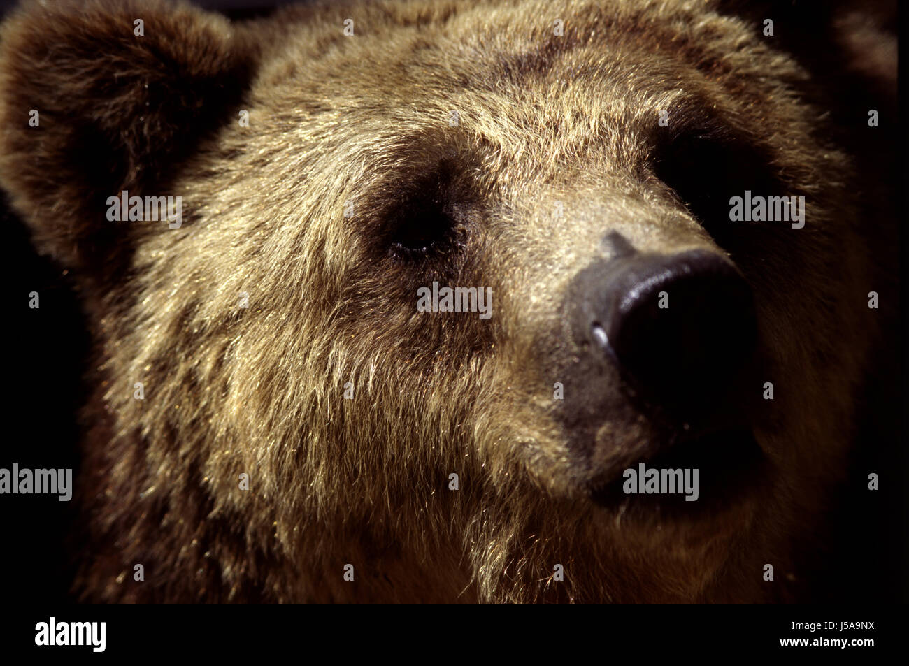 bear brown brownish brunette eye organ fur skin nose predator powerful ...