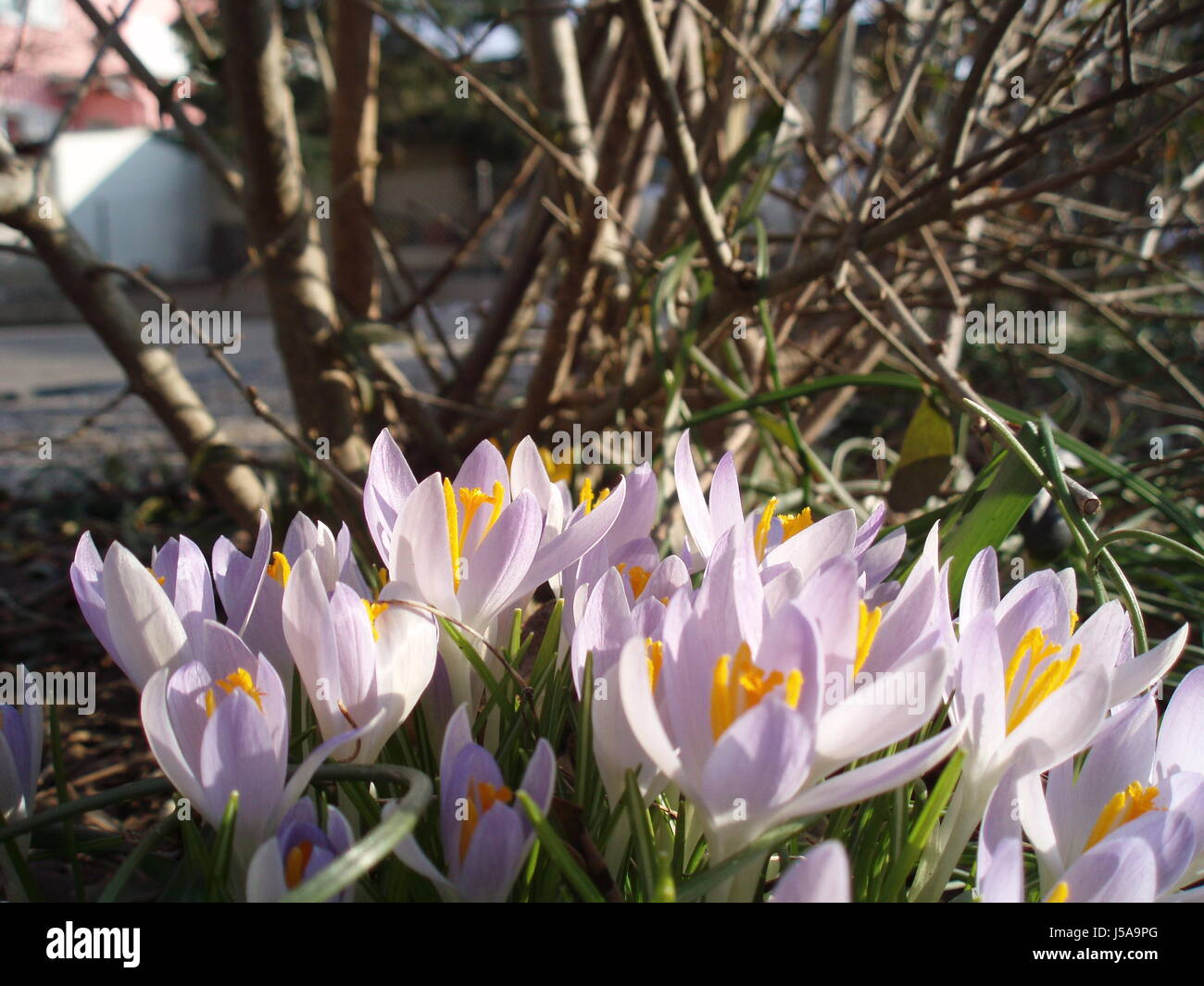 Group flourishing hi-res stock photography and images - Alamy