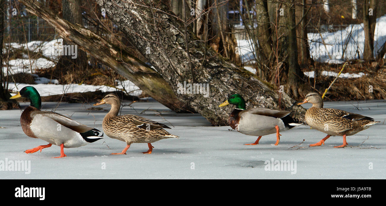 walk go going walking bird animals birds ducks duck male waddle mallard ...