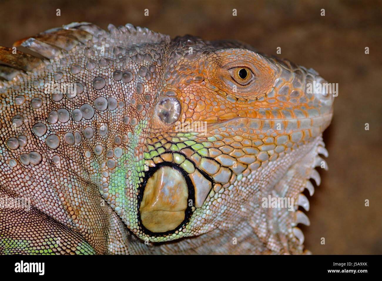 Iguana Tooth High Resolution Stock Photography and Images - Alamy