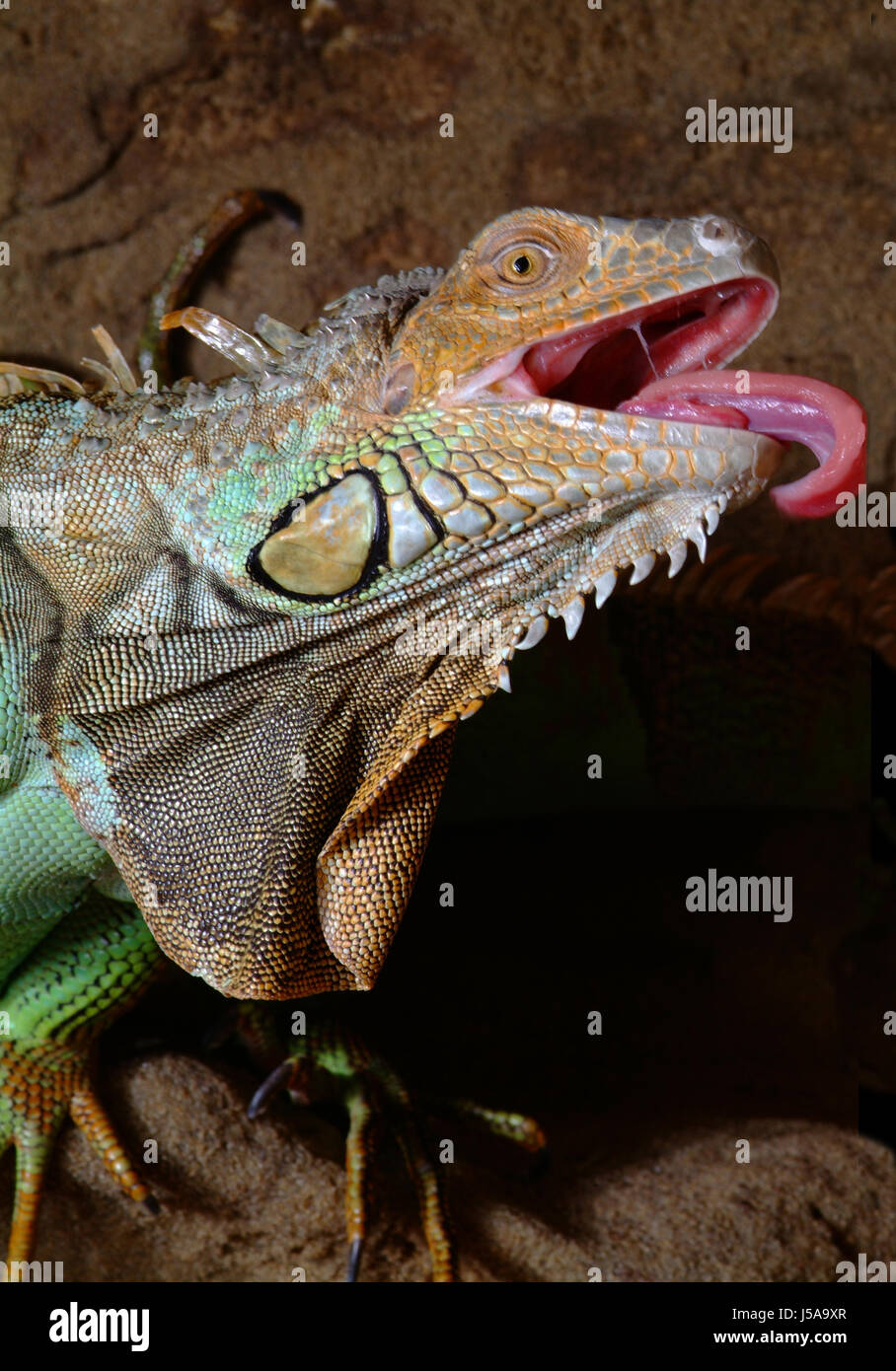 blue danger desert wasteland animal pet reptile green cold wild lizard ...