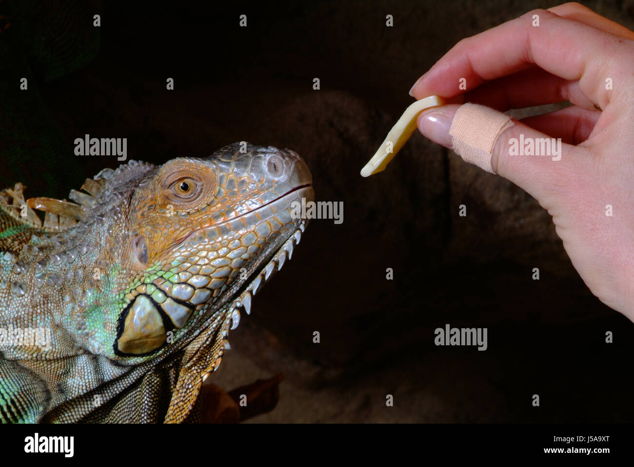 blue danger desert wasteland animal pet reptile green cold wild lizard ...