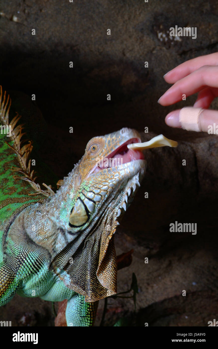 blue danger desert wasteland animal pet reptile green cold wild lizard ...