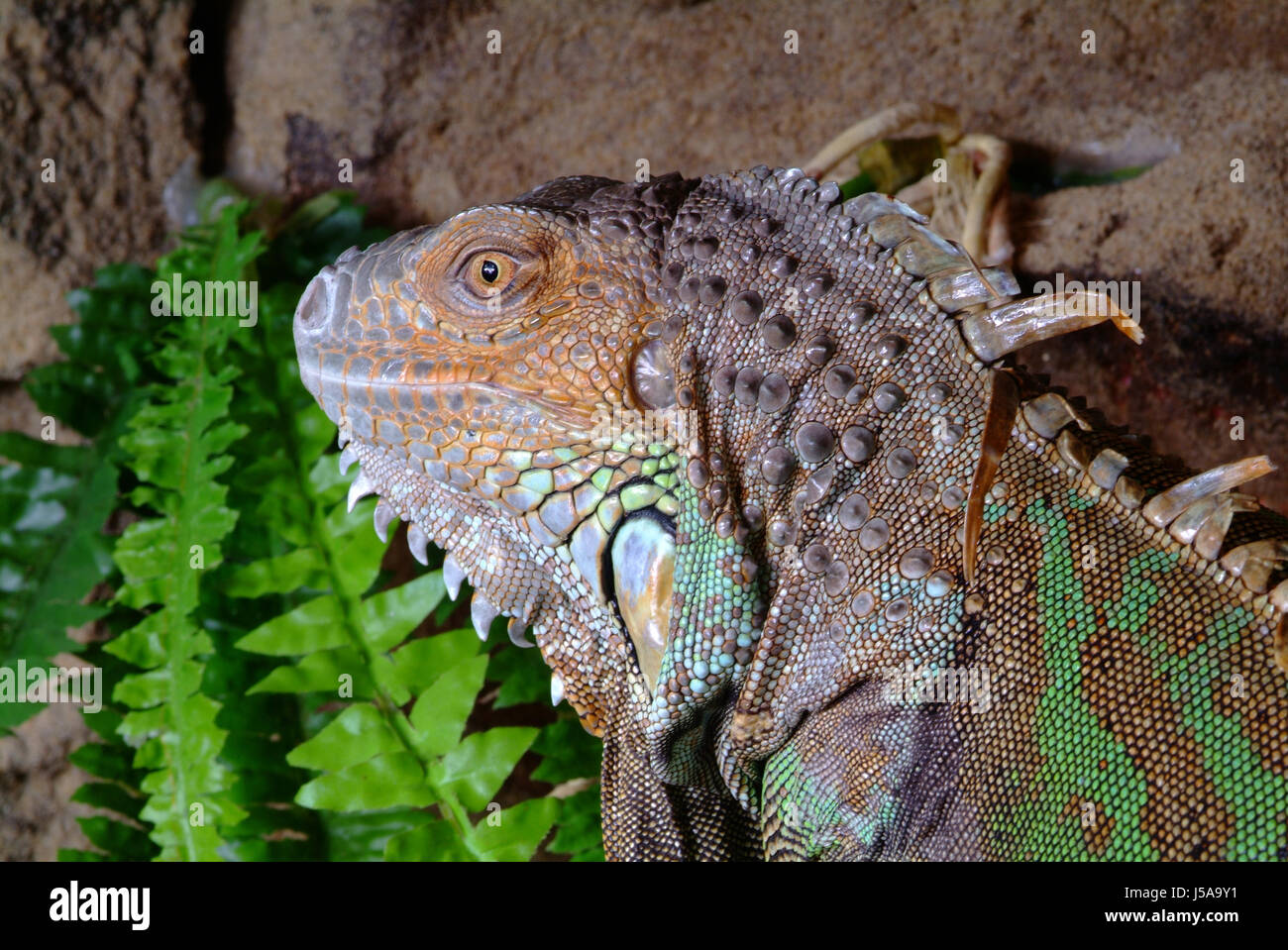 blue danger desert wasteland animal pet reptile green cold wild lizard ...