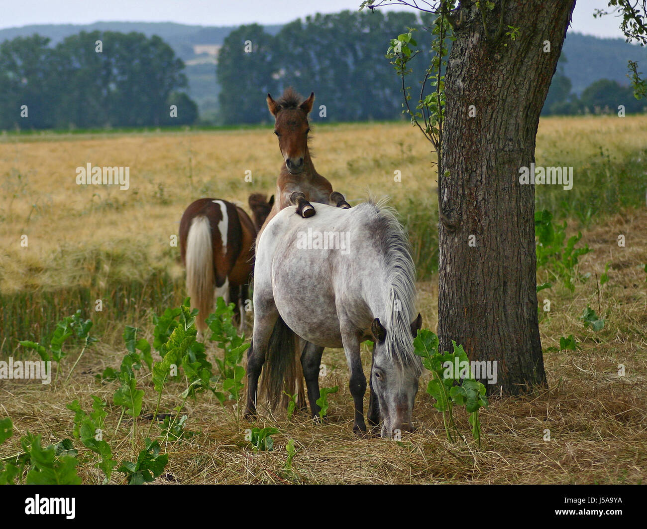 horse horses outdoor pony stallion mare side view fox foal blond shetty ...