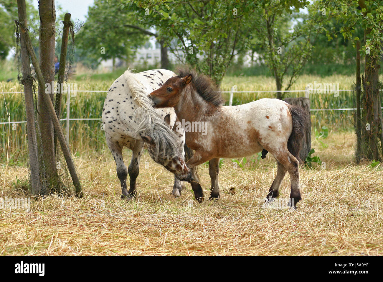 game tournament play playing plays played horse horses outdoor pony ...