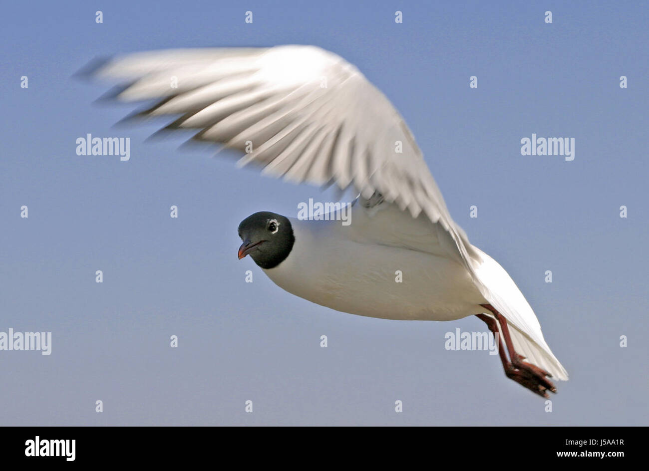 blue flight bird birds wing freedom liberty feathers beak sight view ...