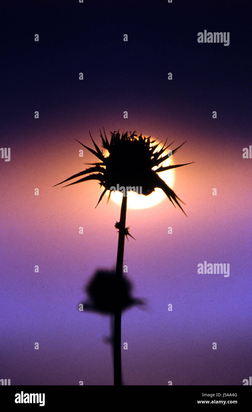 orange shine shines bright lucent light serene luminous plant sunset ...