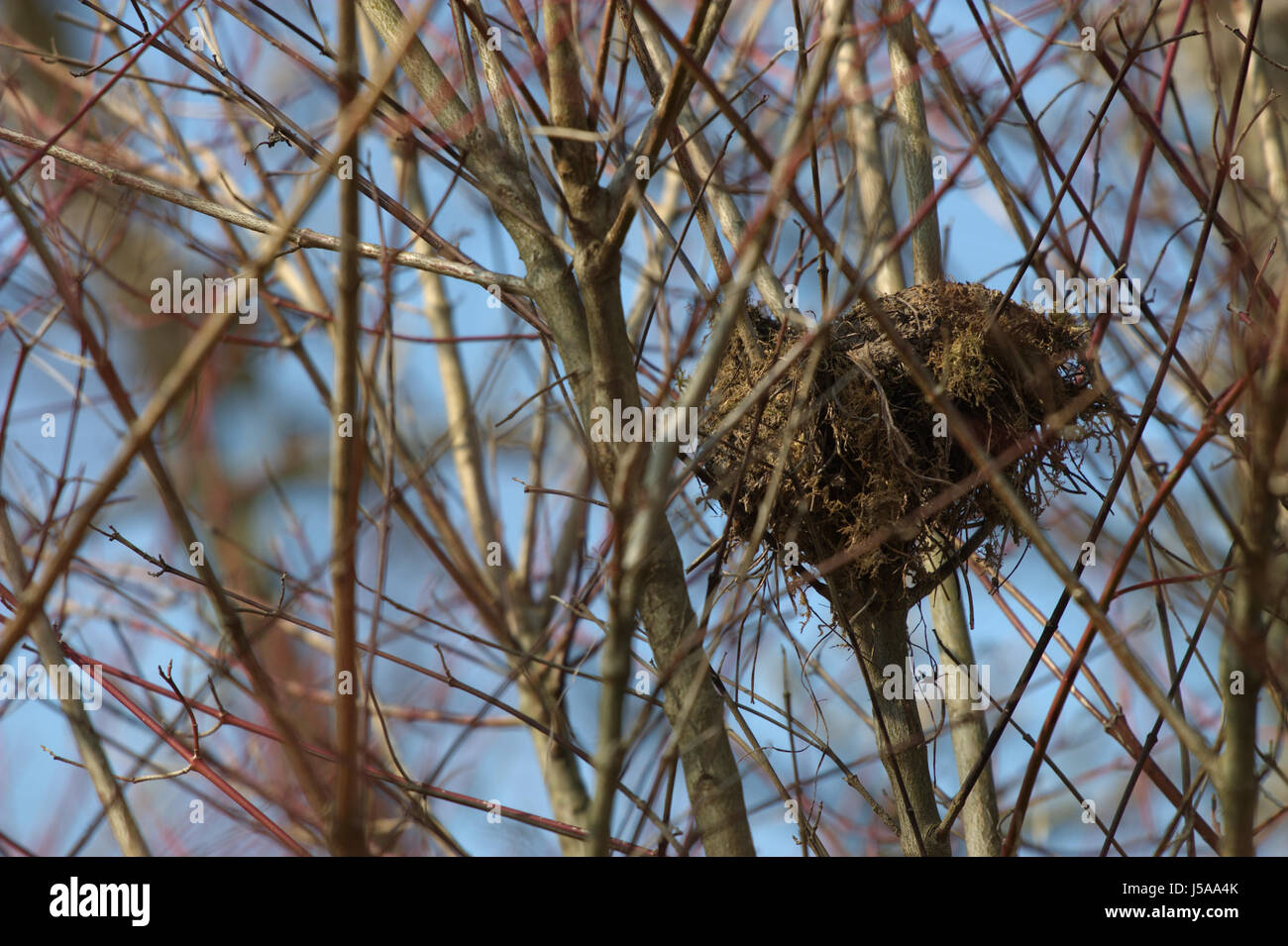 blue tree winter branch shrub nest season becomes an orphan flown out ...