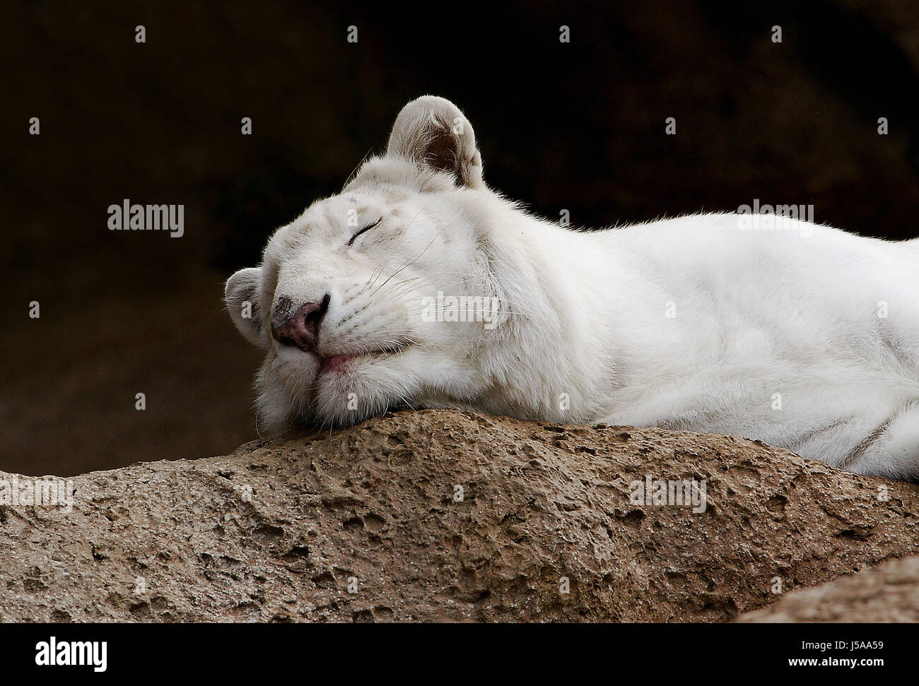 asia big cat feline predator cats felinely weisser tiger raubtiere ...