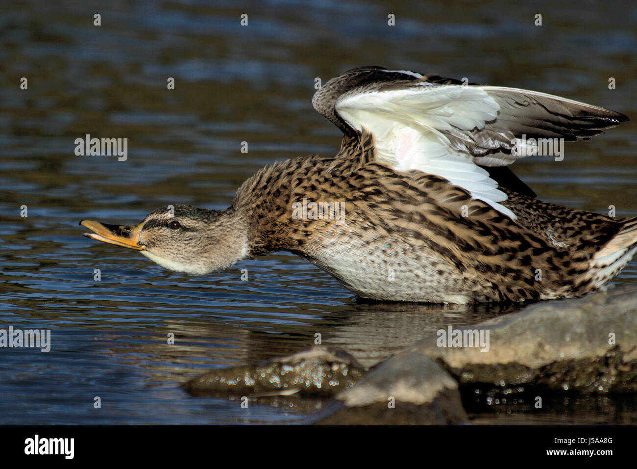 Bend neck hi-res stock photography and images - Alamy