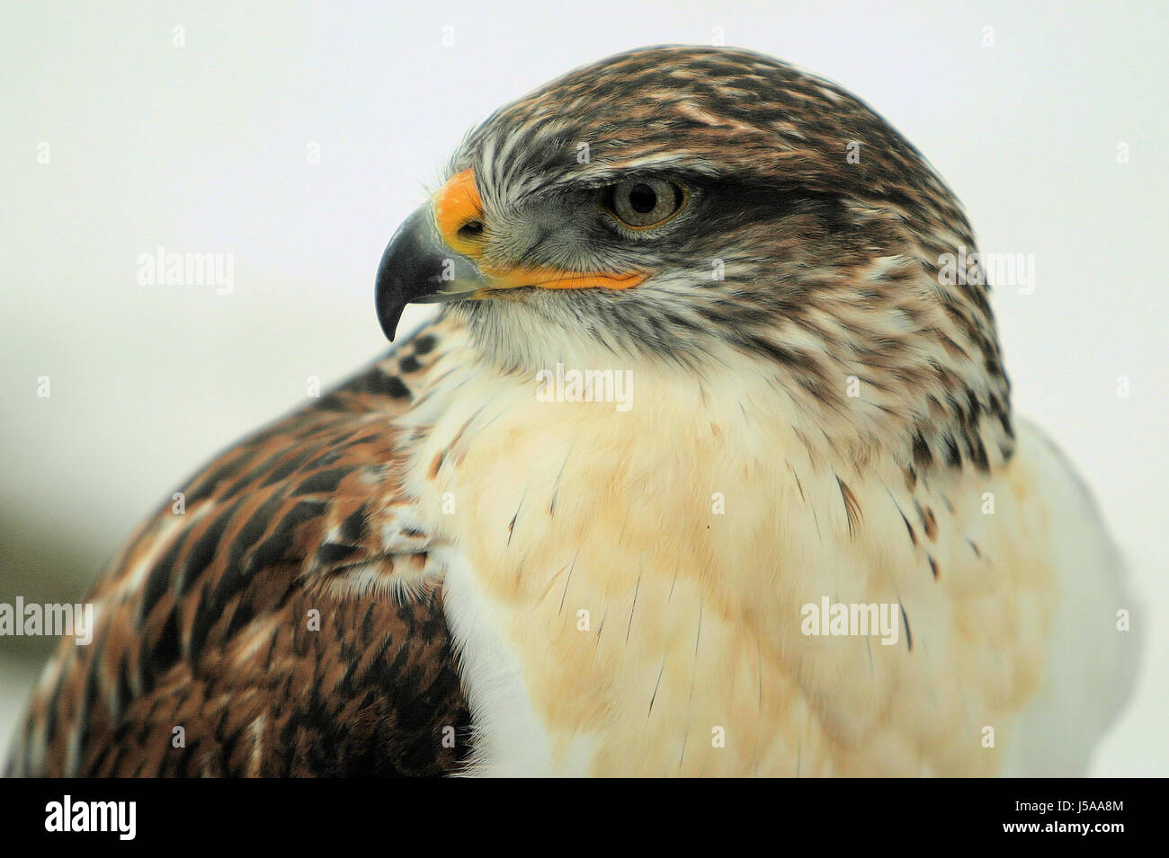 birds of prey raptor look glancing see view looking peeking looking at ...