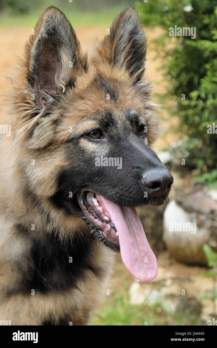 tongue watchful dog german sheperd german sheperd dog watchdog ...
