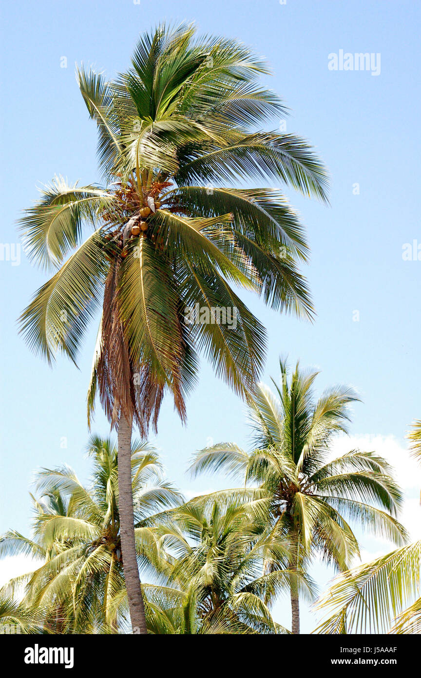 blue big large enormous extreme powerful imposing immense relevant tree ...