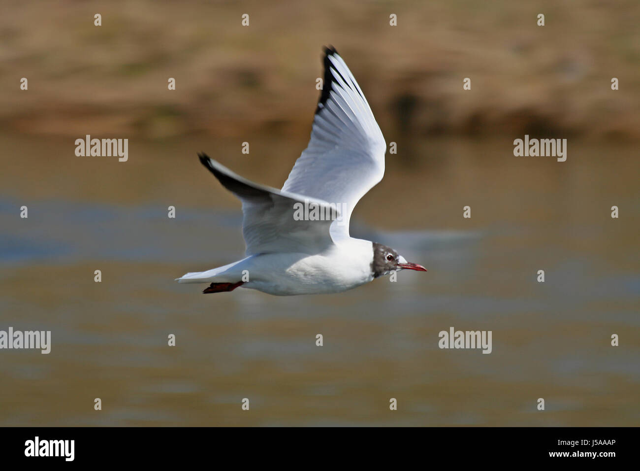 motion postponement moving movement bird animals birds wing waterfowls ...