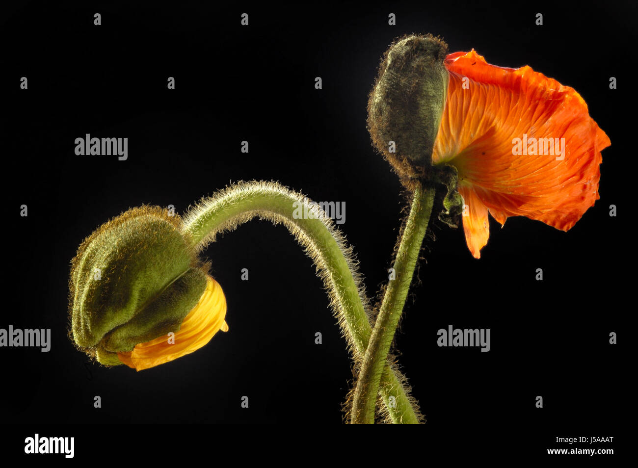 poppy times two Stock Photo - Alamy