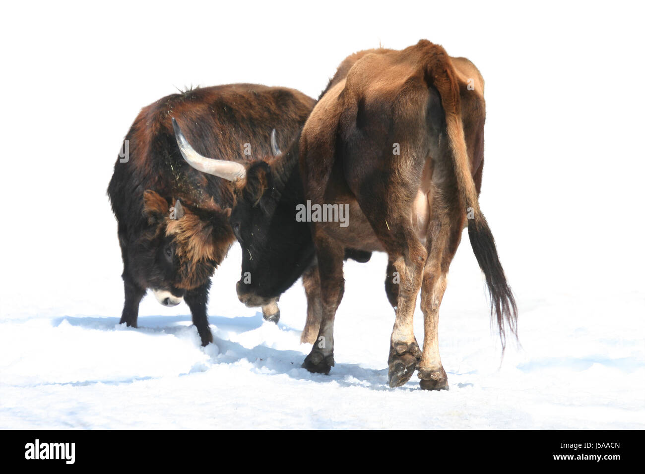 fight fighting winter animal mammal cold animals bull mammals bovine ...
