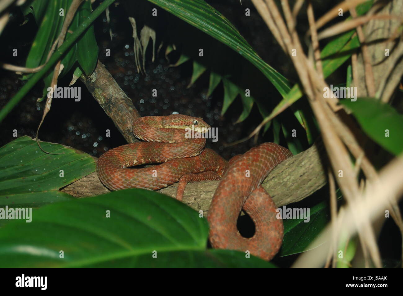 danger animal reptile virgin forest fear snake poison phobia dangerous ...