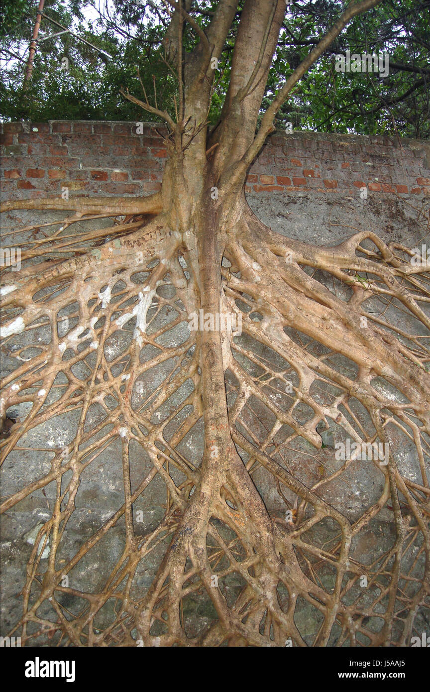 Aerial rooted hi-res stock photography and images - Alamy