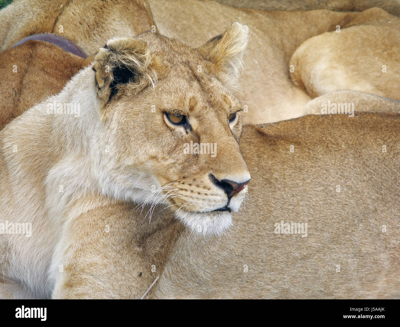 the lion queen Stock Photo - Alamy