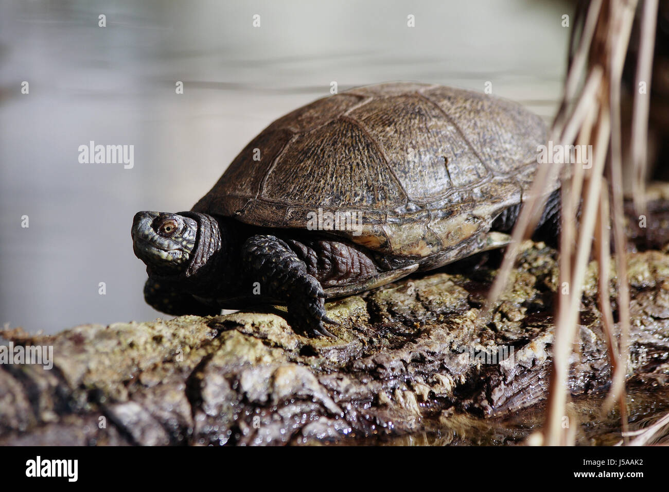 Root sunbathing hi-res stock photography and images - Alamy