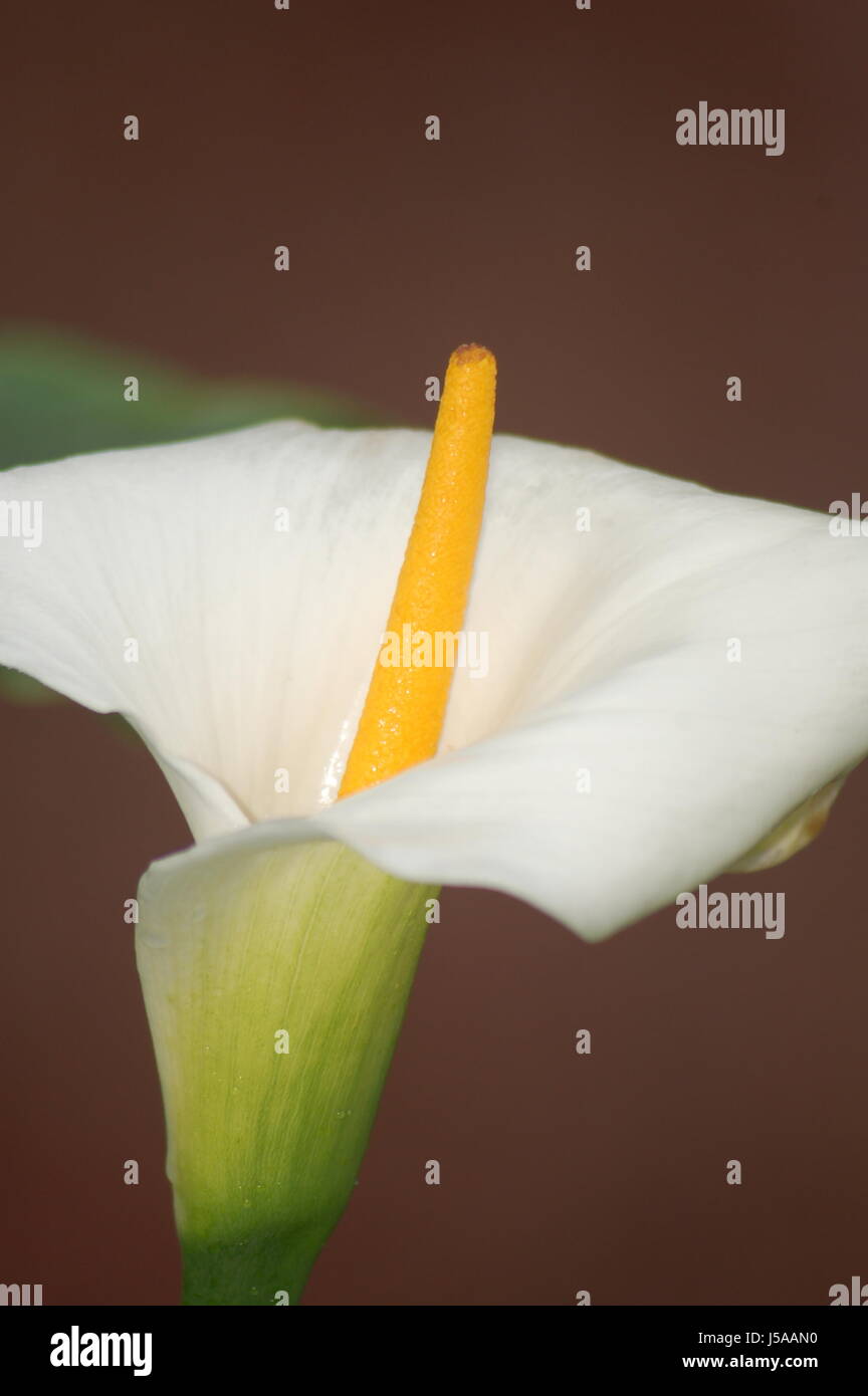 Phallusblume hi-res stock photography and images - Alamy