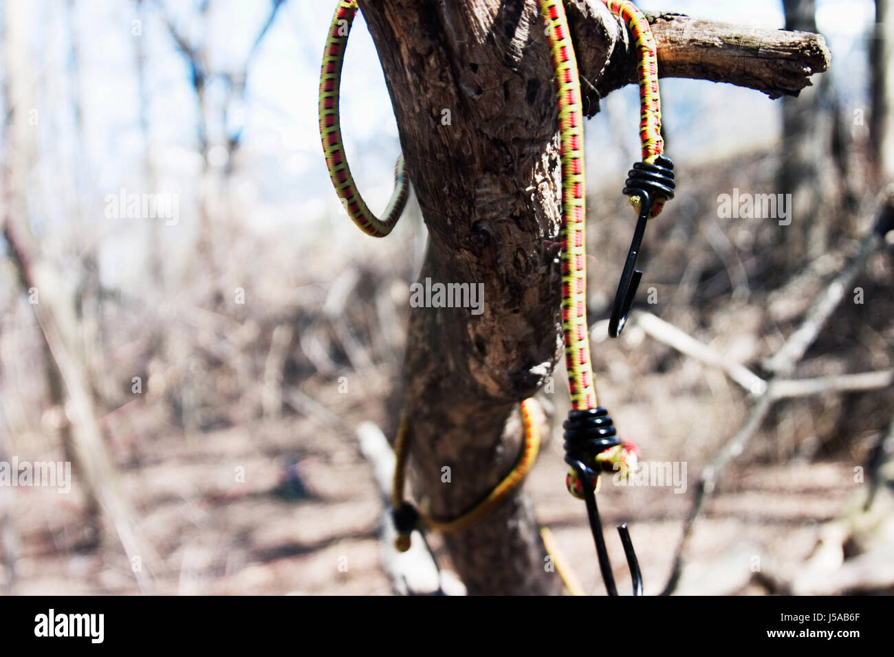 tree trees wood branches branch connection connectivity interface ...