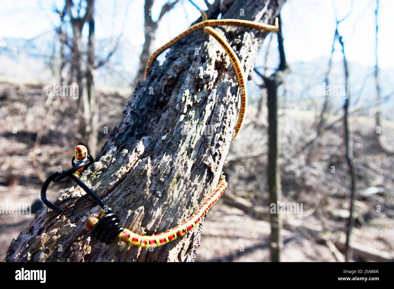 tree trees wood branches branch connection connectivity interface ...