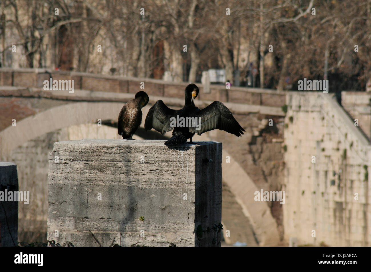 Rome birds hi-res stock photography and images - Alamy