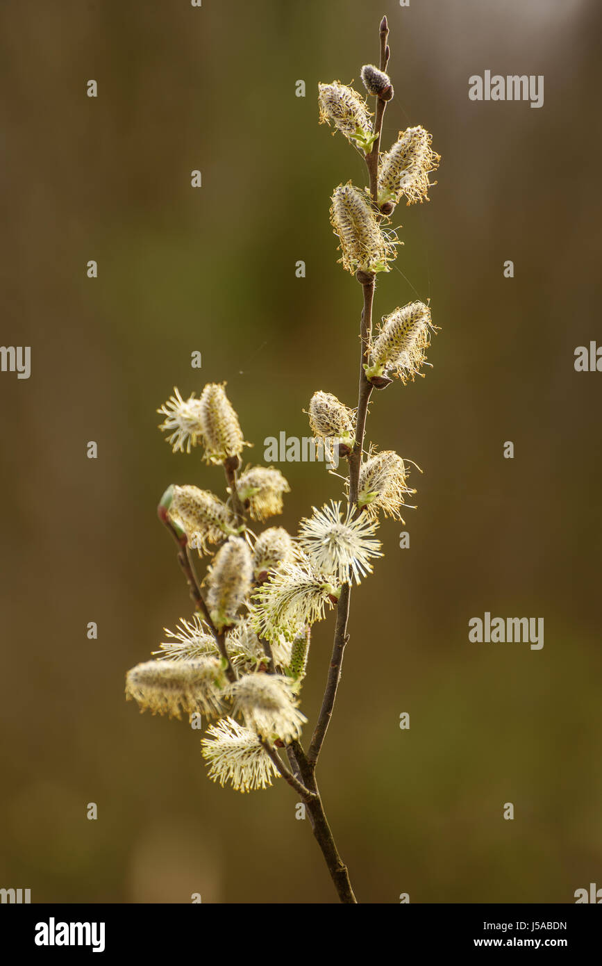 Blooming willow branch Stock Photo - Alamy
