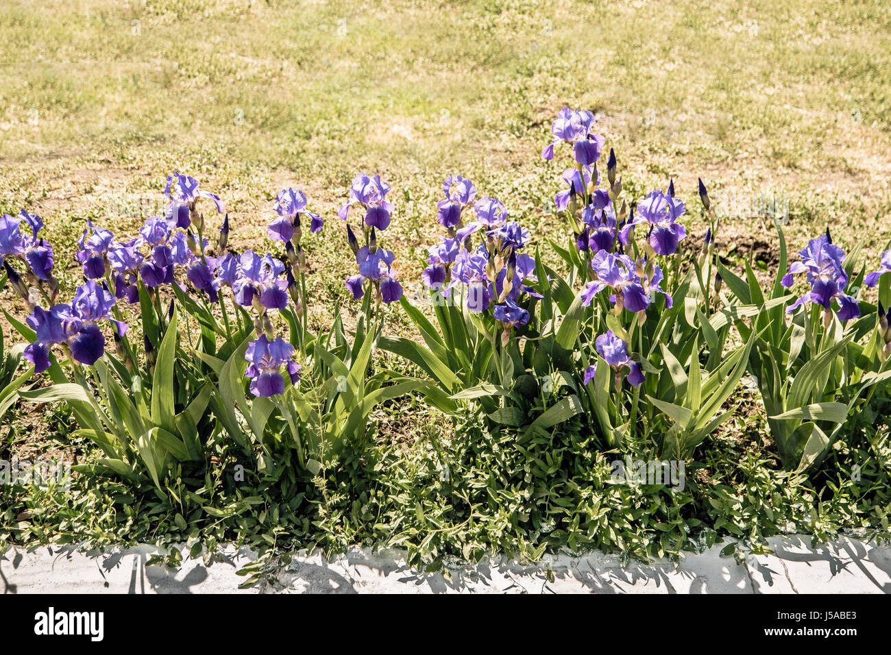 Tall bearded iris early light hi-res stock photography and images - Alamy