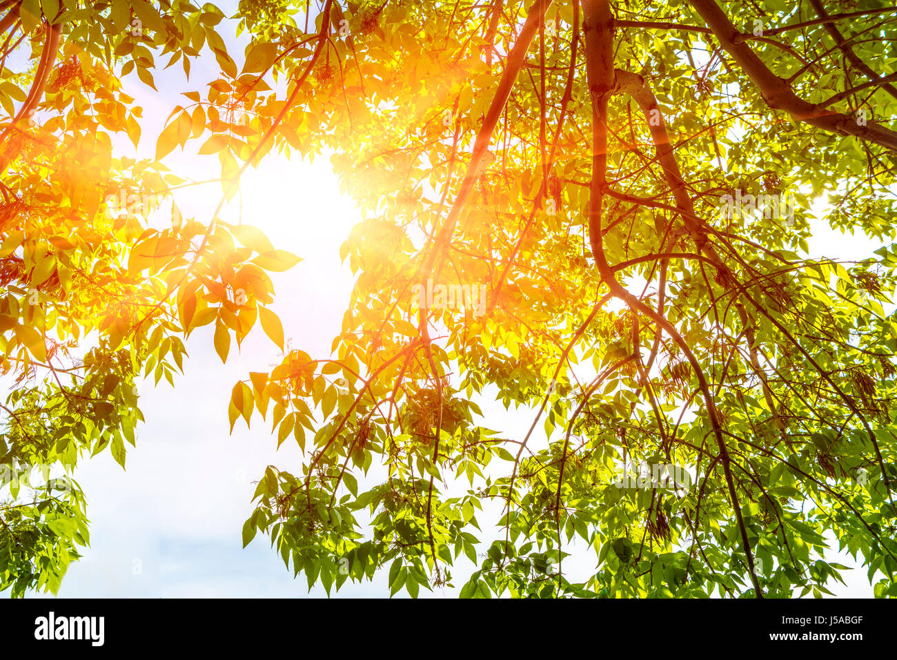 Canopy trees sun ray forest hi-res stock photography and images - Alamy