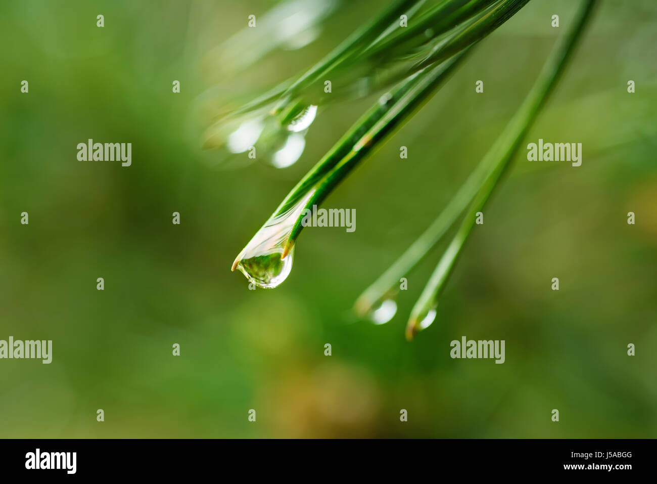 Wet pine tree Stock Photo - Alamy