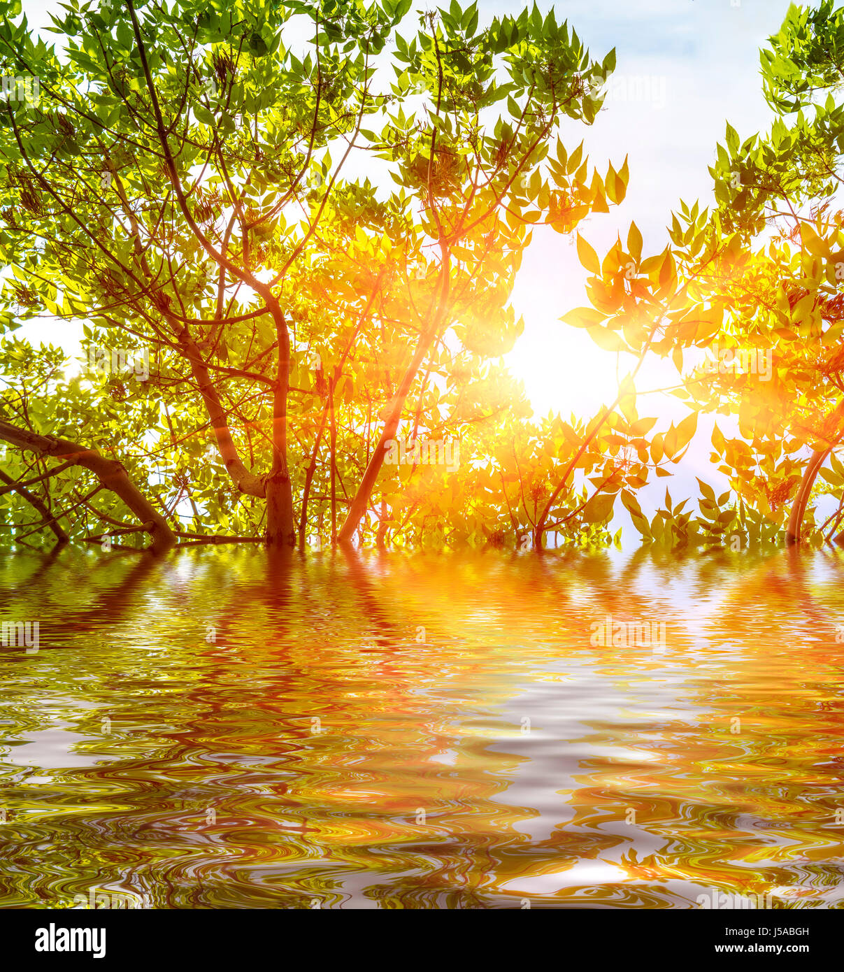 Sun through spring leaves reflection in brook water Stock Photo - Alamy
