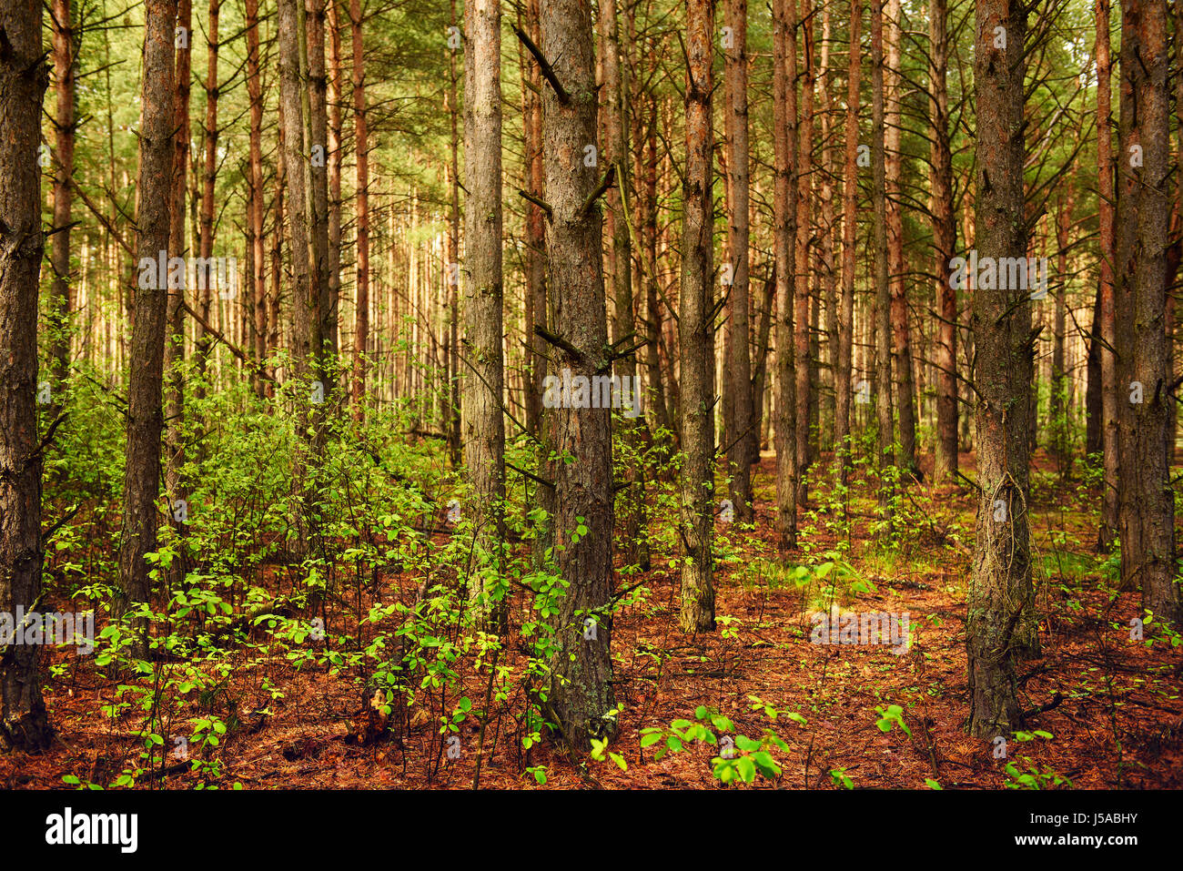 Summer green forest Stock Photo - Alamy
