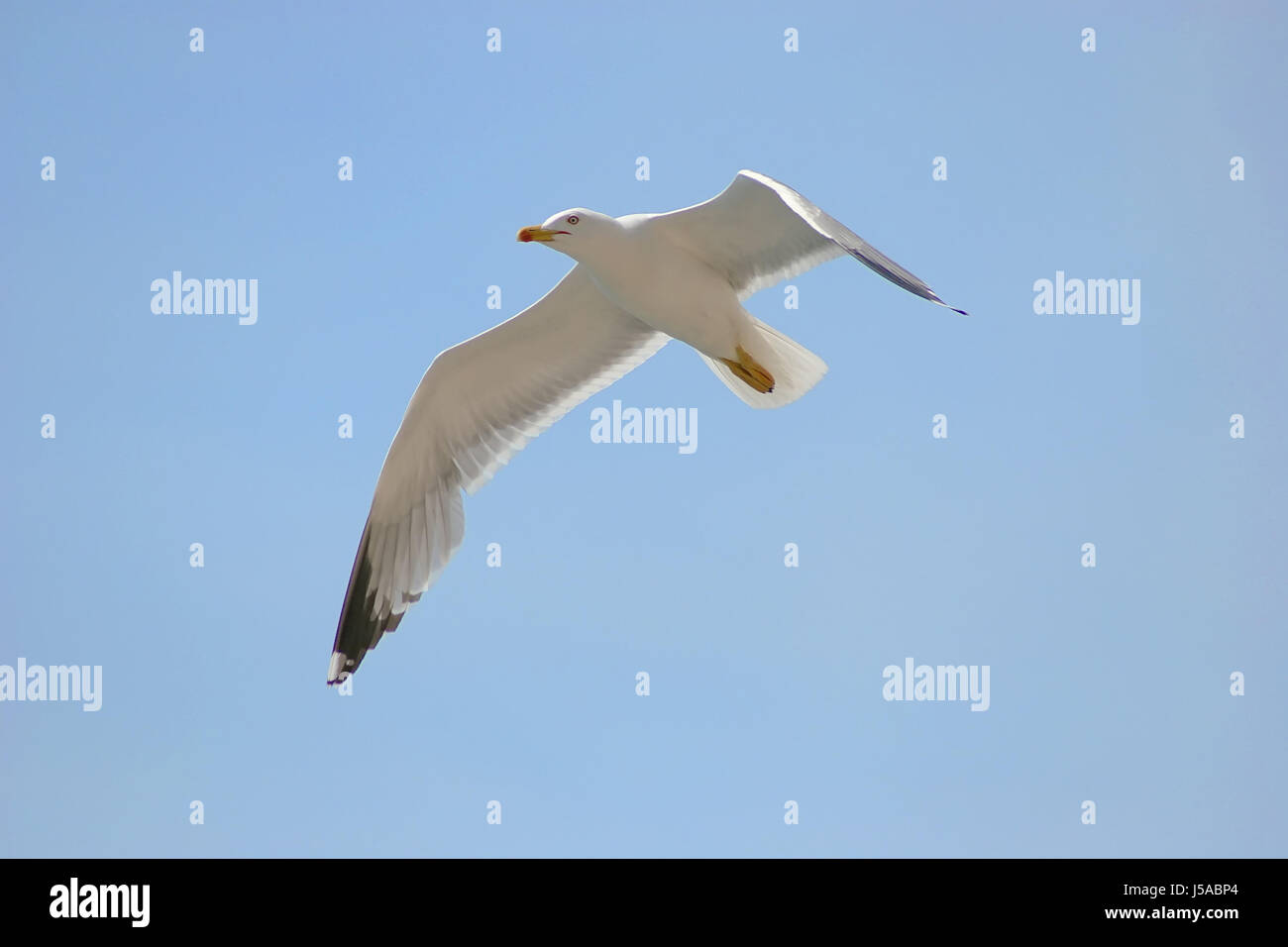 flight bird birds sail wing freedom liberty south motion link pale ...