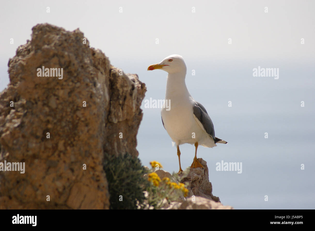 stone flight bird birds sail wing rock freedom liberty south coast ...