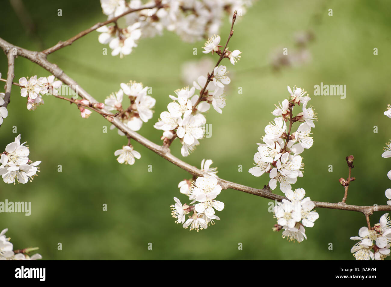 Apricot tree flower Stock Photo - Alamy