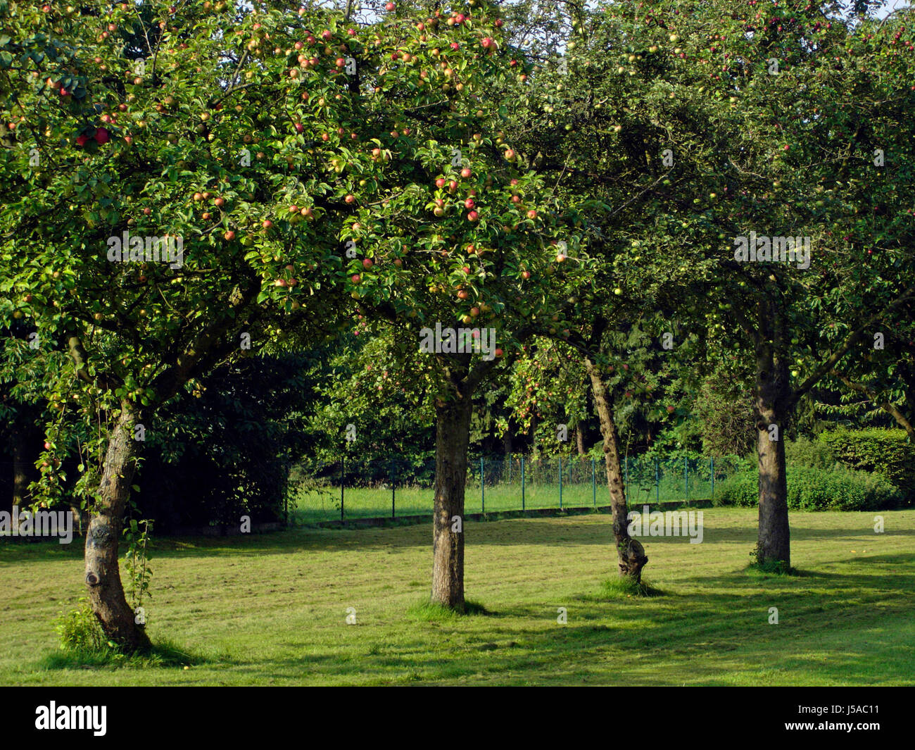 green apples apple vegetation apple trees germany german federal ...