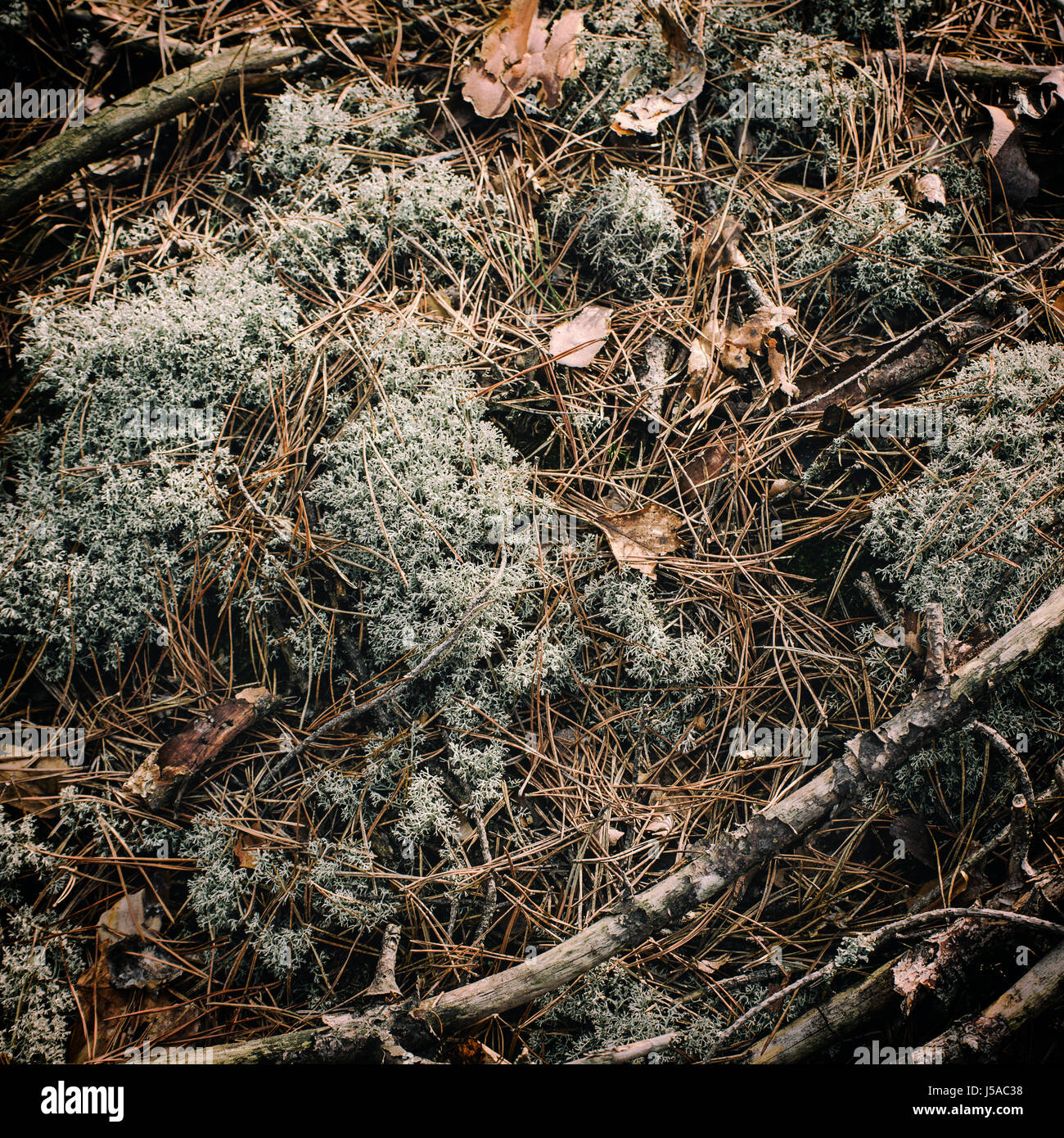 Abstract moss background Stock Photo - Alamy