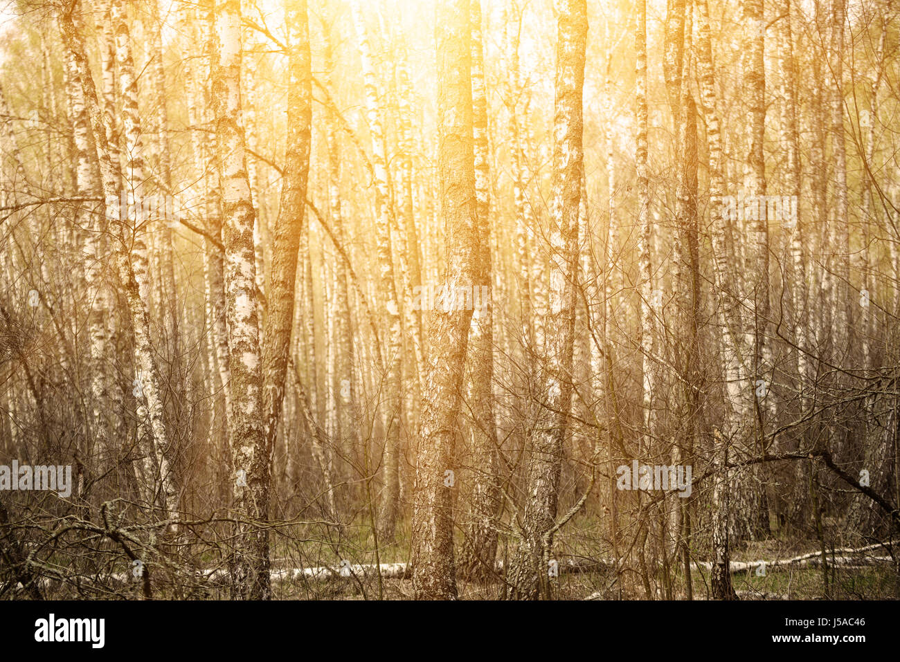 Spring birch forest Stock Photo - Alamy