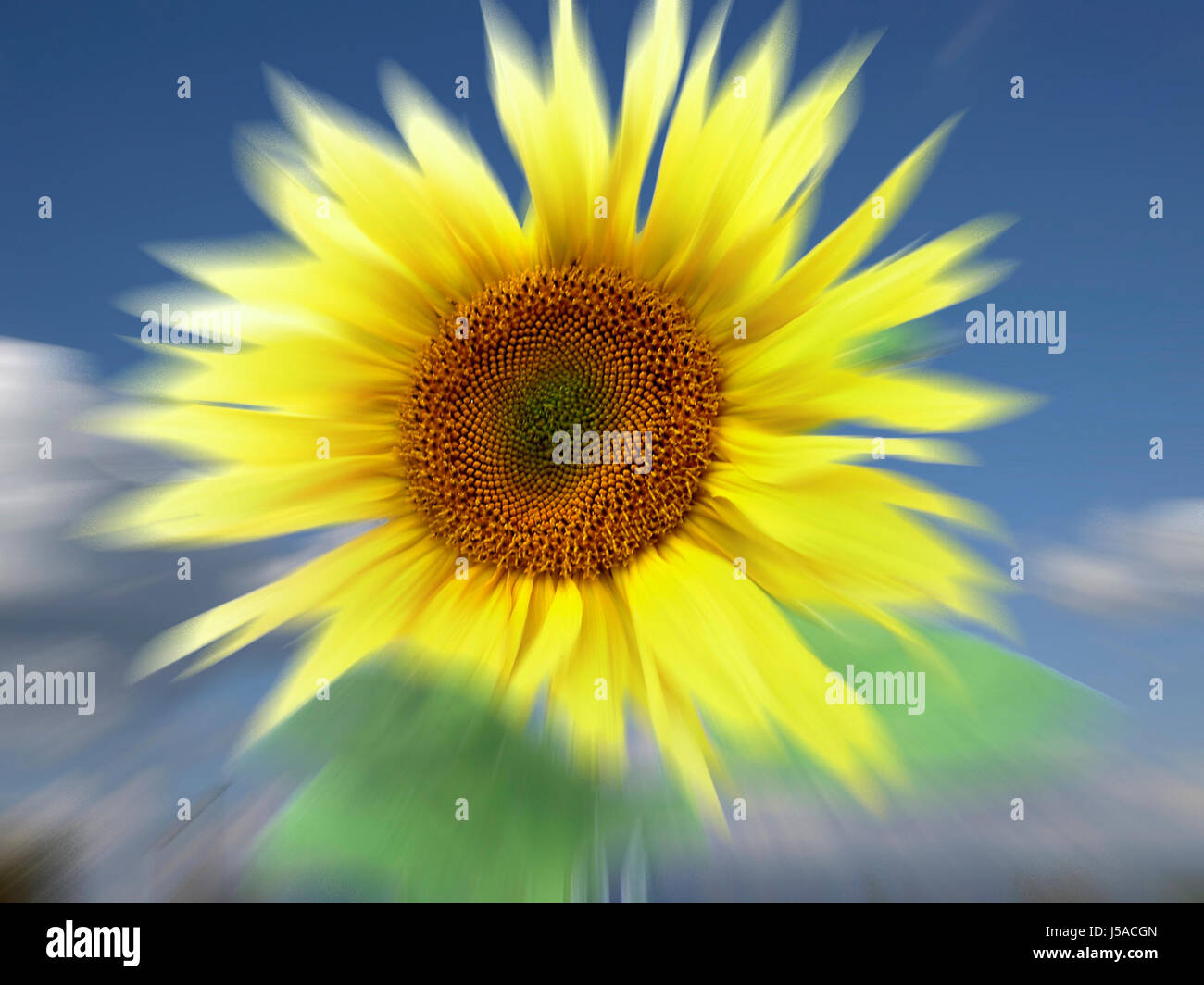 flower plant botany summer summerly sunflower petals sunflower cores ...