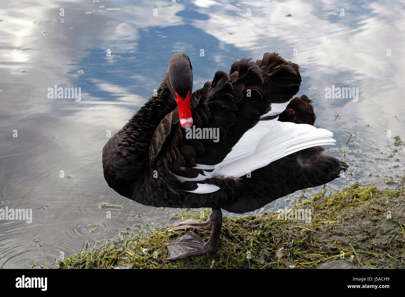 New zealand swans hi-res stock photography and images - Alamy