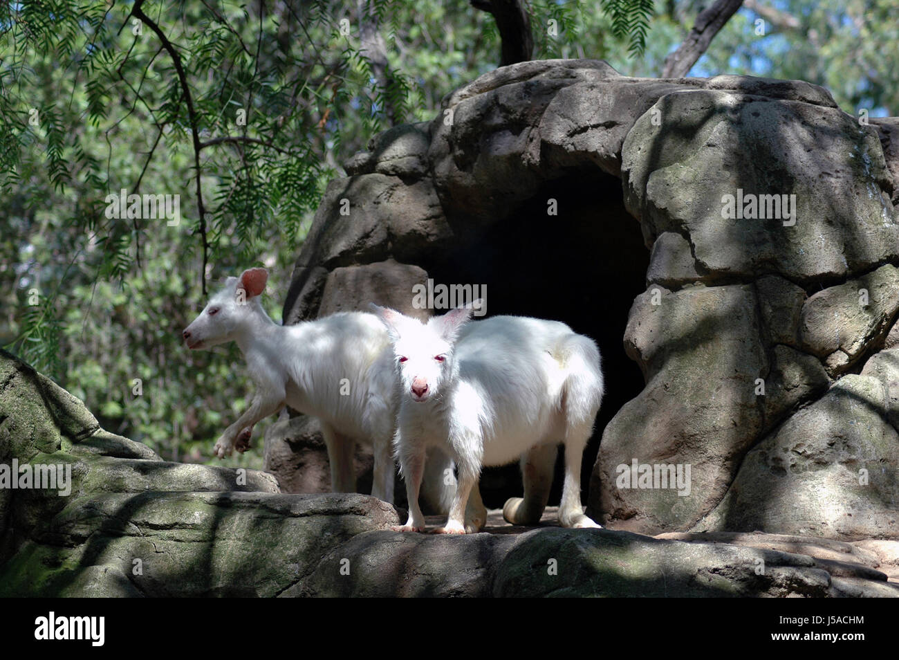 huge white mice Stock Photo - Alamy