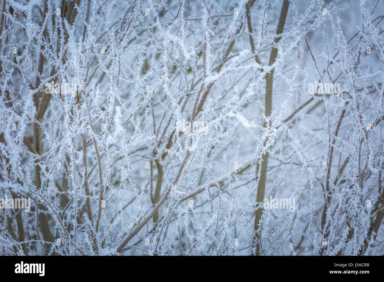 Winter trees with white rime. Natural beautiful background with ...