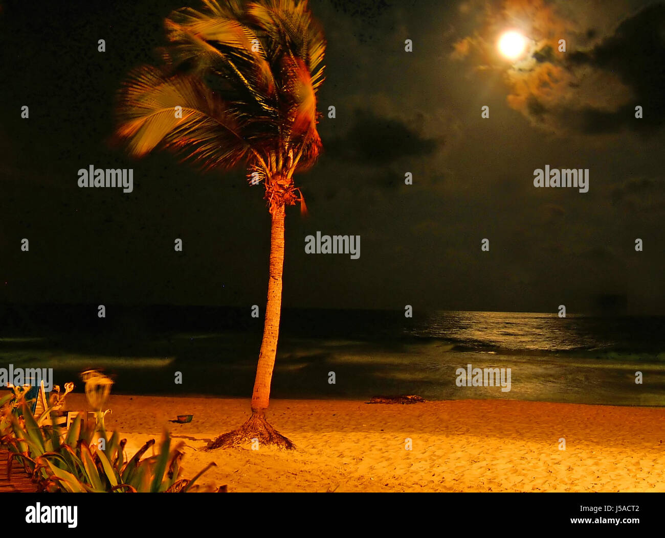 beach seaside the beach seashore palm tree salt water sea ocean water ...