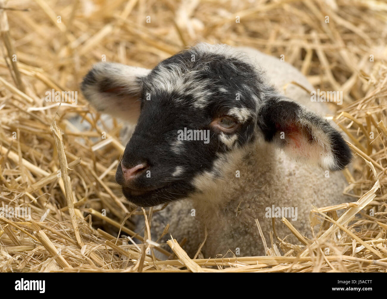 sheep dear nest cub baby straw lambkin innocence cute camp camp of ...
