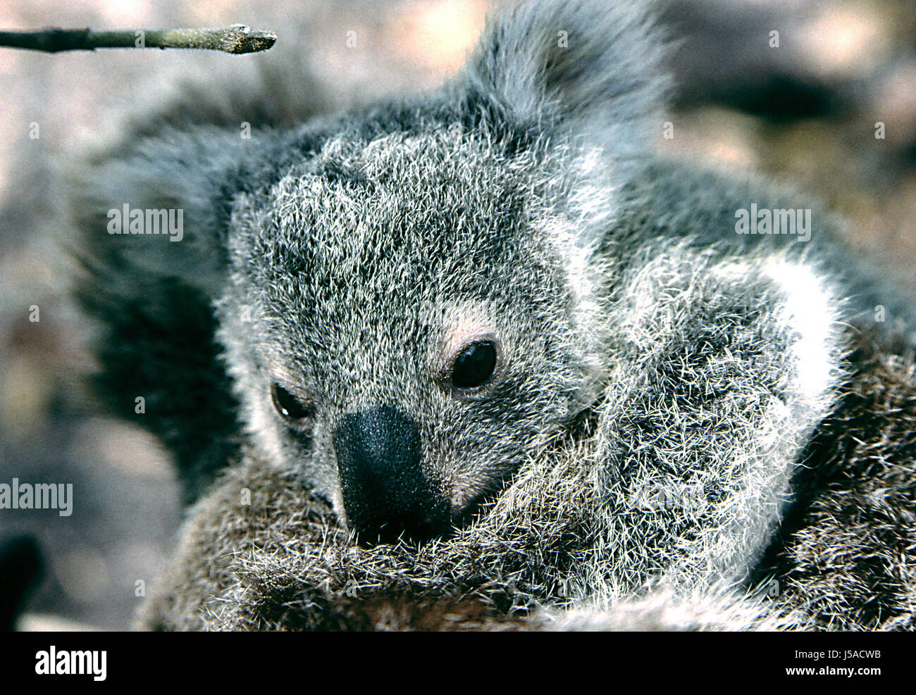 wild australia rare cub baby young animal eucalyptus marsupials ...