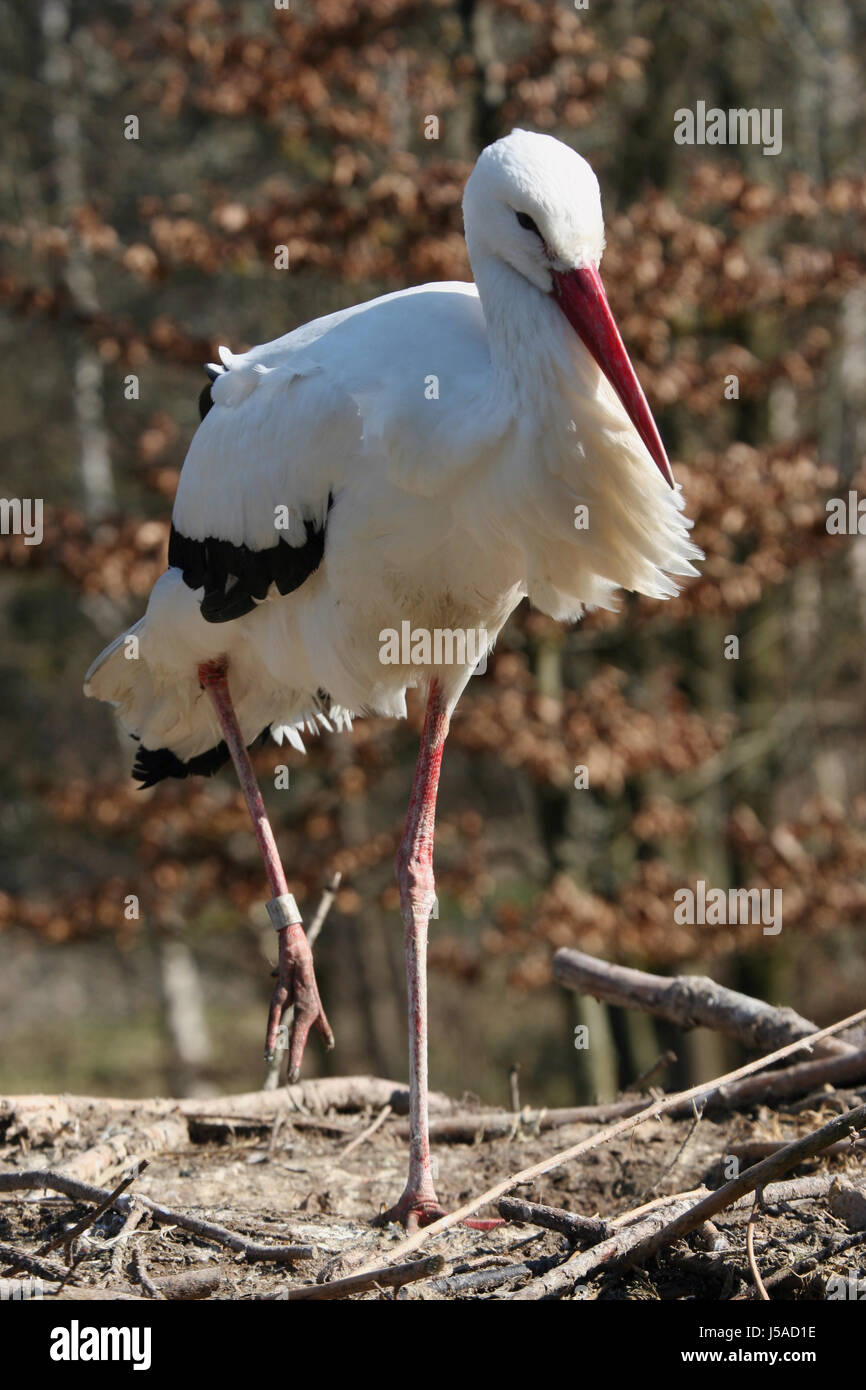 bird birds beak stork nest feathering migrant ringed birds of passage periled Stock Photo - Alamy