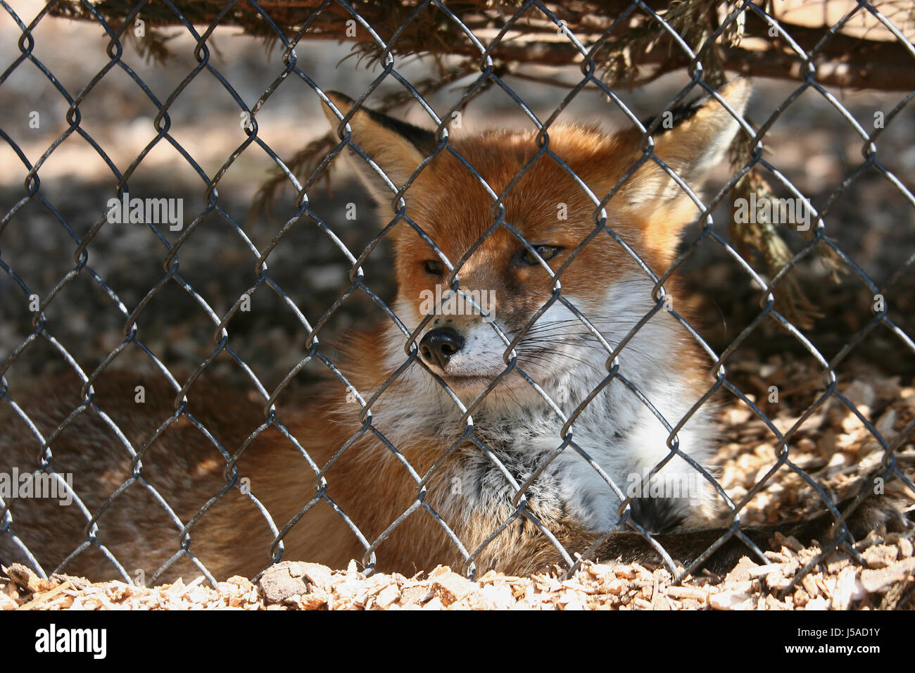 mammal sad fence predator fox wire netting caged grating grate grid ...